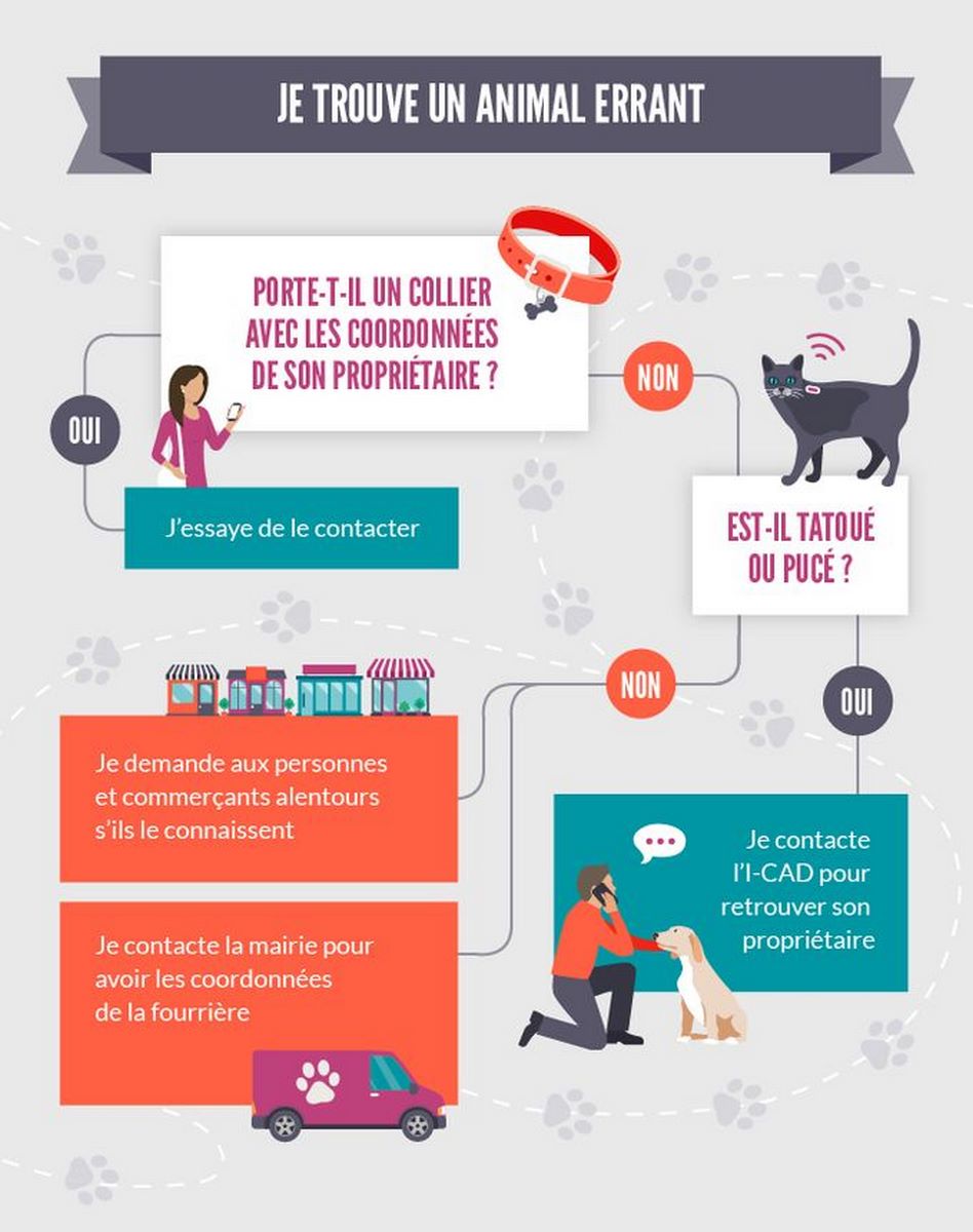 Que faire si je trouve un animal errant - Instinct Félin